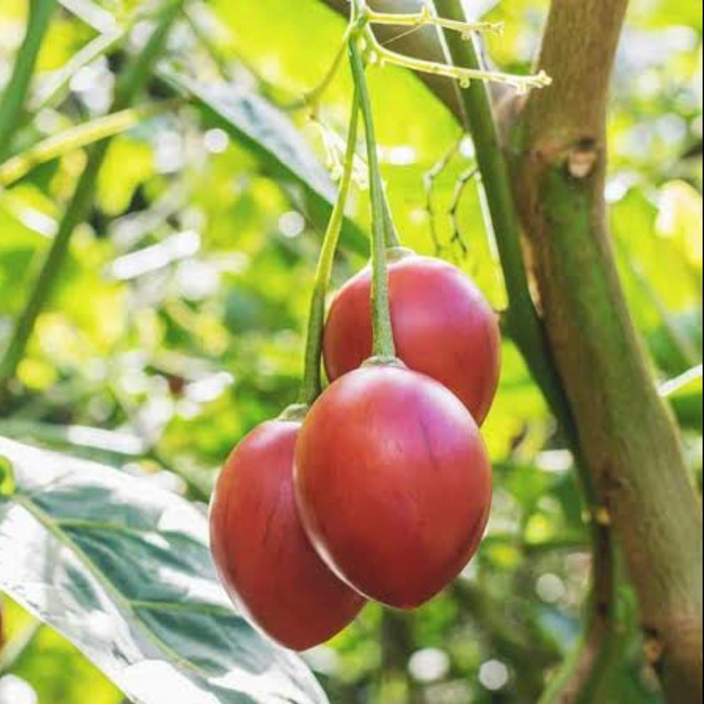 Tamarillo - Red – Fruitopia Nursery