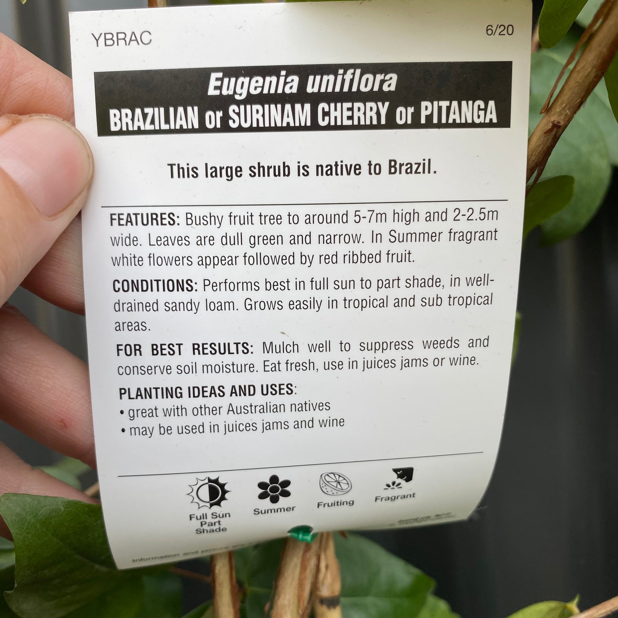 Brazilian Cherry - Orange – Fruitopia Nursery