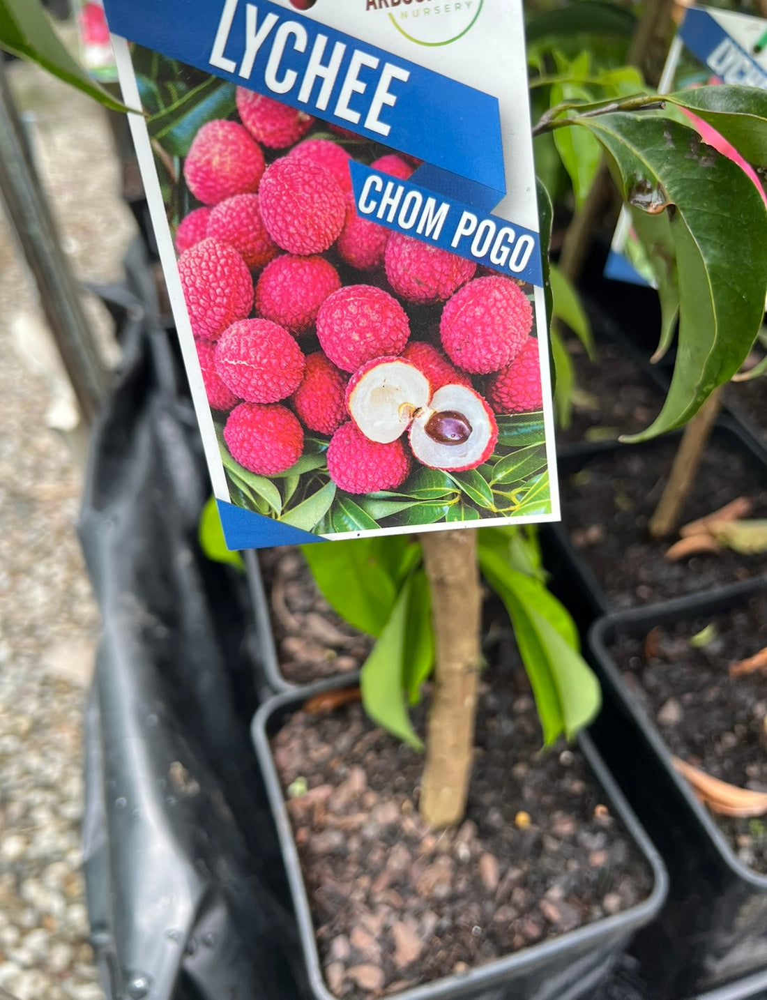 Semi Dwarf Lychee - Chom Pogo – Fruitopia Nursery