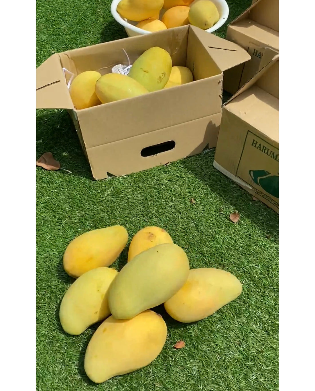 Mango - Harumanis – Fruitopia Nursery