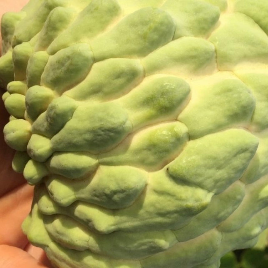 Custard Apple -Paxton Profilic (KJ Pinks) – Fruitopia Nursery