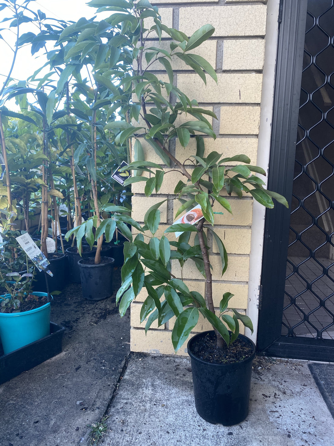 Semi Dwarf Lychee - Tai So – Fruitopia Nursery