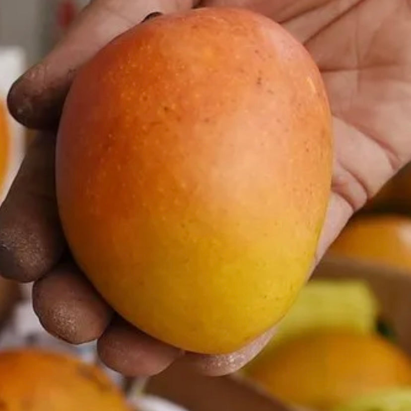 Mango - Alphonso – Fruitopia Nursery