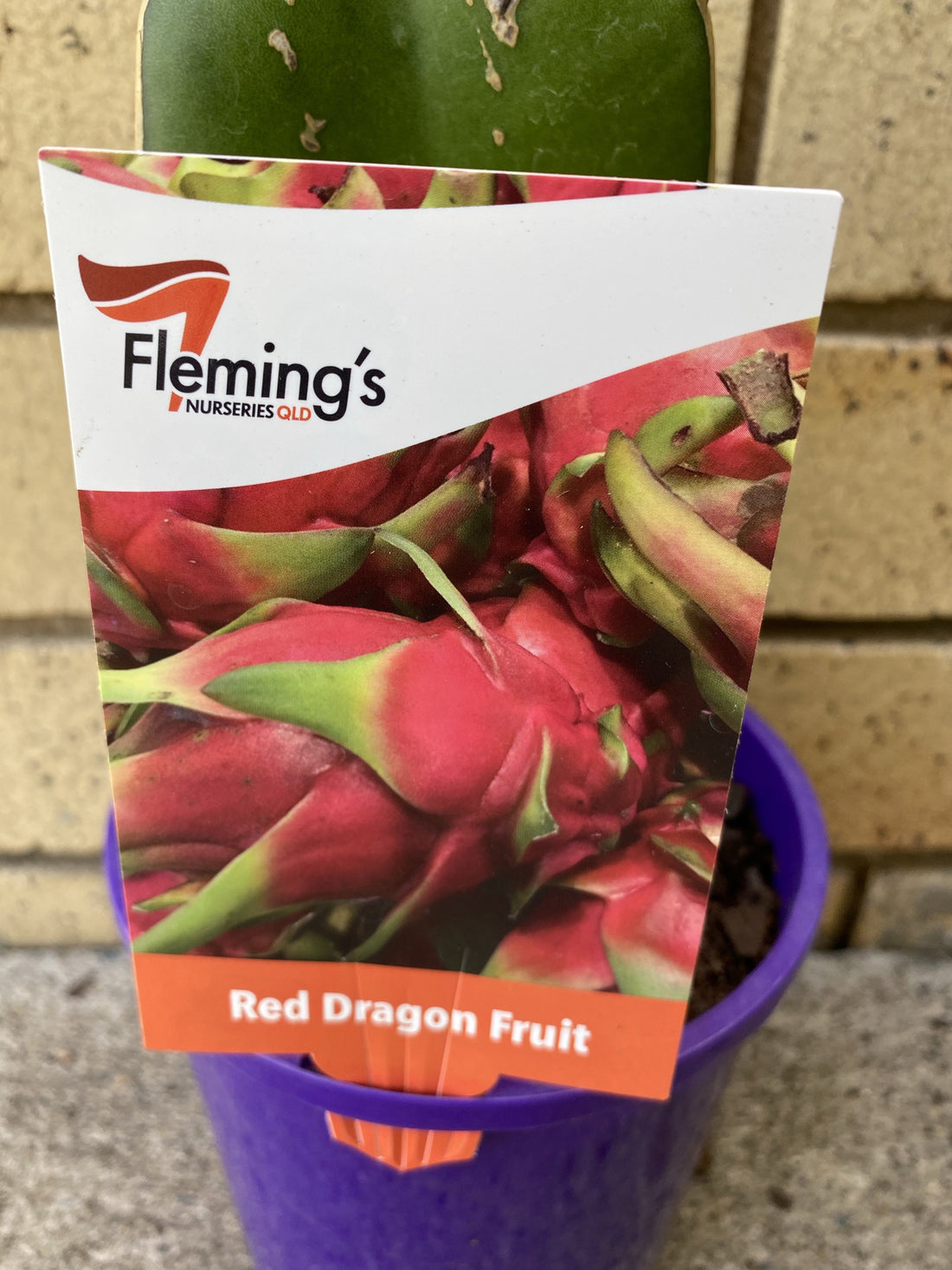 Dragonfruit - Red – Fruitopia Nursery
