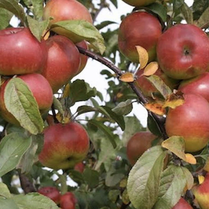 Super Dwarf Apple - Tropic Sweet – Fruitopia Nursery