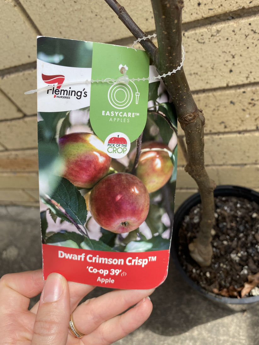 Apple - Dwarf Crimson Crisp – Fruitopia Nursery