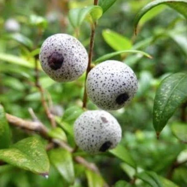 Midyim Berry – Fruitopia Nursery