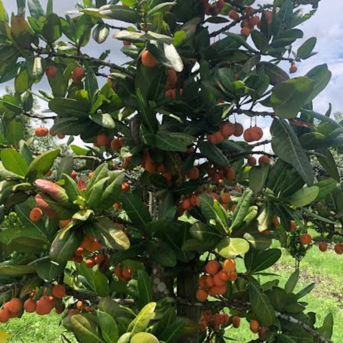 Imbe – Fruitopia Nursery