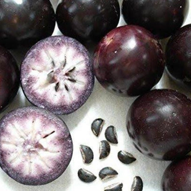 Star Apple Tree – Fruitopia Nursery