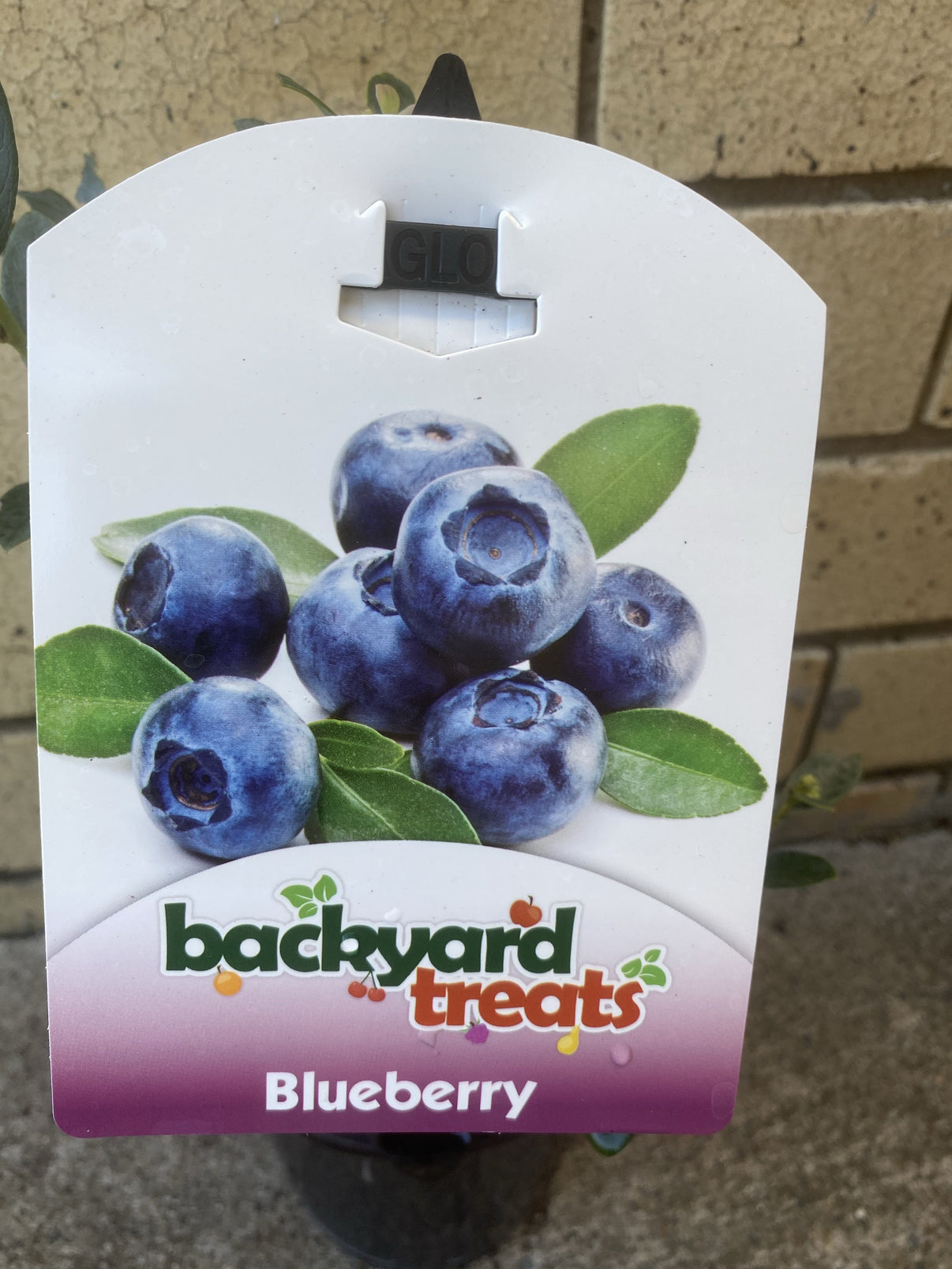 Blueberry- Sunshine Blue – Fruitopia Nursery