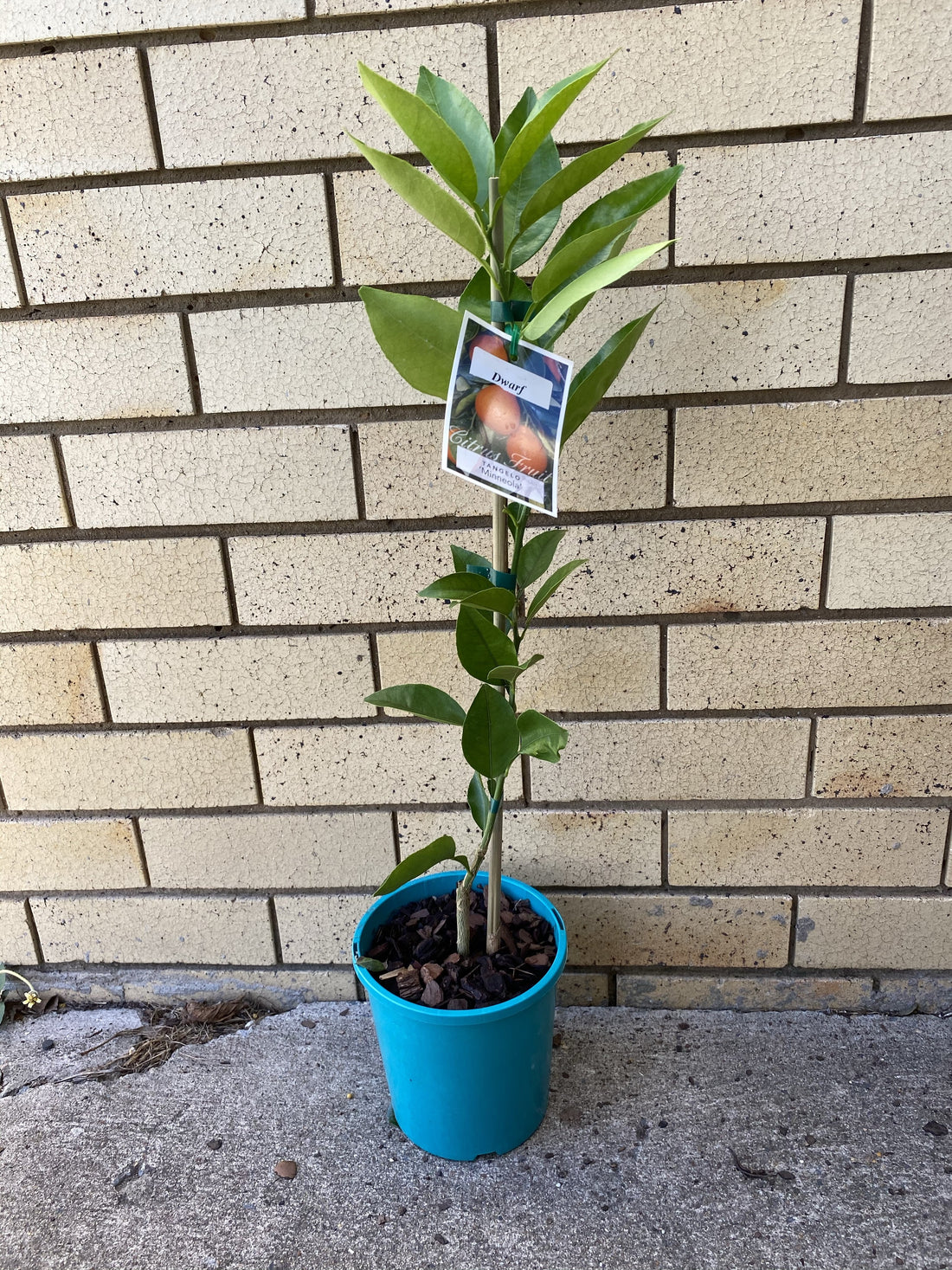 Dwarf Tangelo - NOT FOR NSW – Fruitopia Nursery