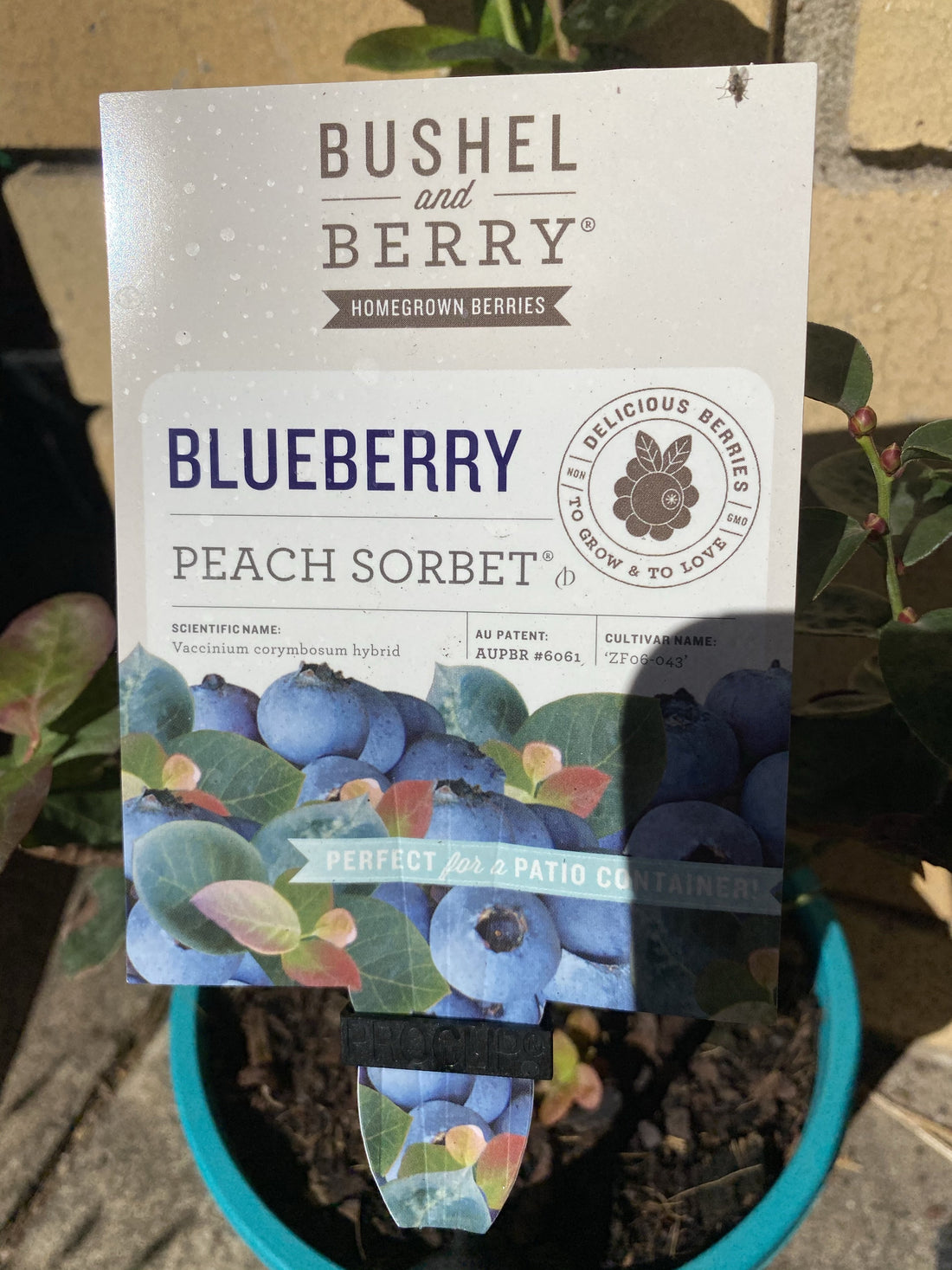 Blueberry - Peach Sorbet – Fruitopia Nursery