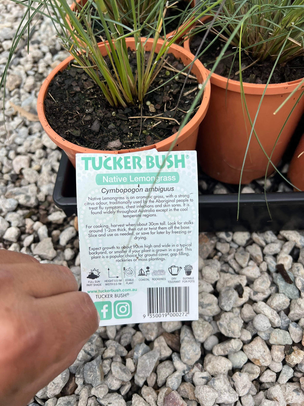 Native Lemon Grass – Fruitopia Nursery