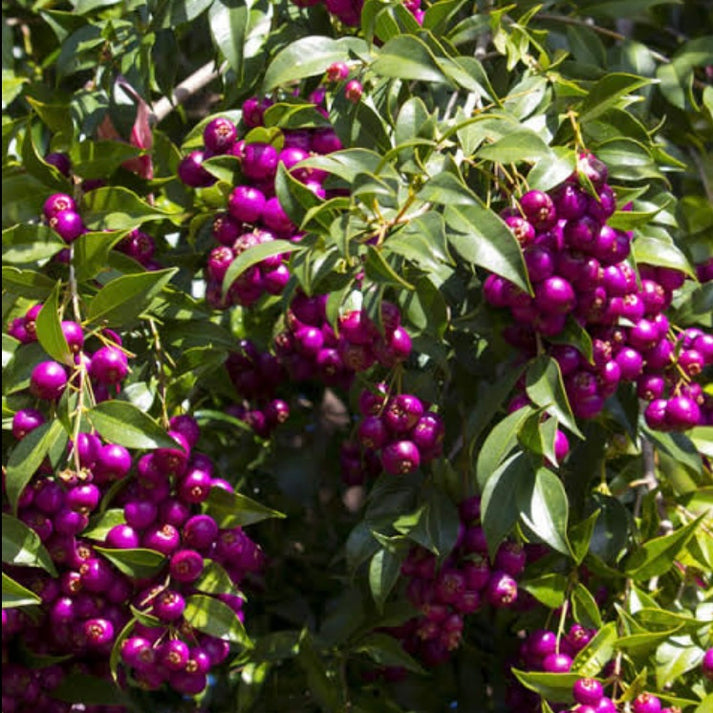 Blue Lilly Pilly – Fruitopia Nursery
