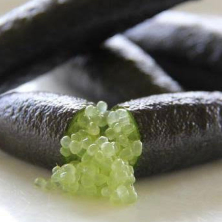 Finger Lime - Chartreuse RESTRICTED TO QLD – Fruitopia Nursery