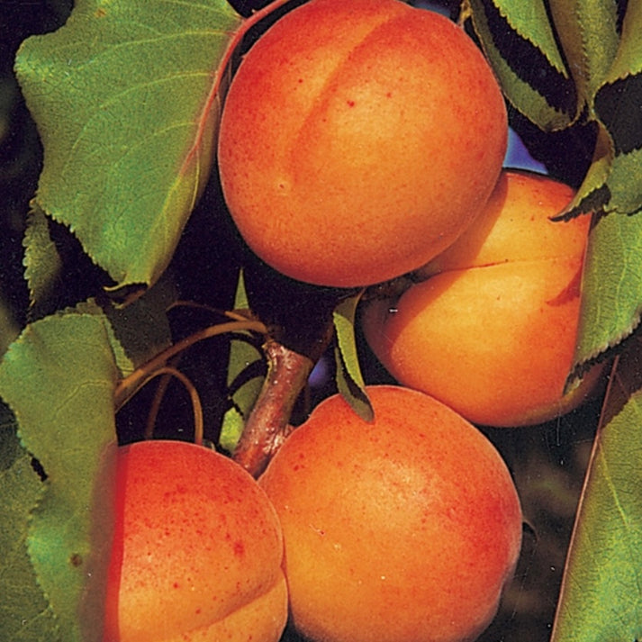 Apricot - Divinity – Fruitopia Nursery