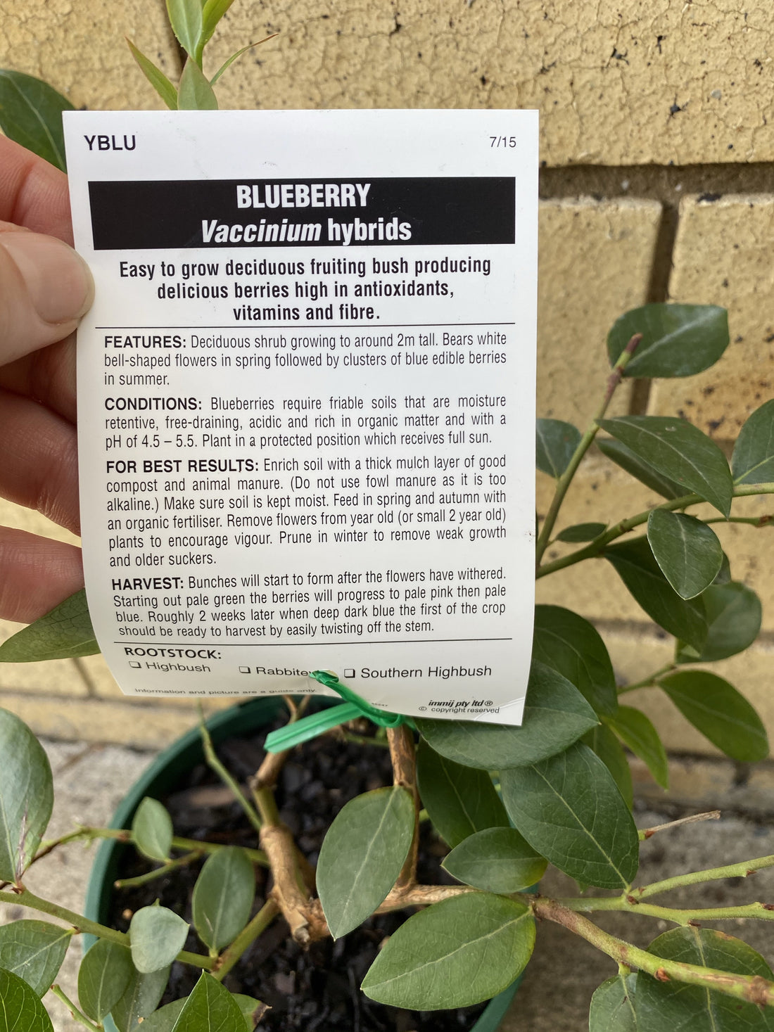 Blueberry- Gulf Coast – Fruitopia Nursery