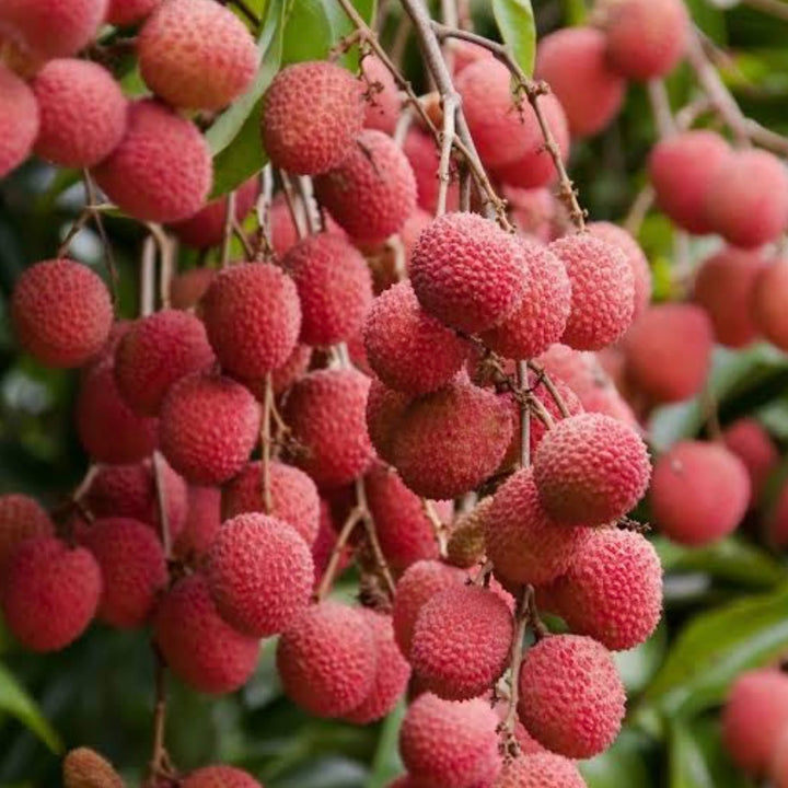 Buy Fruit Trees Online – Fruitopia Nursery