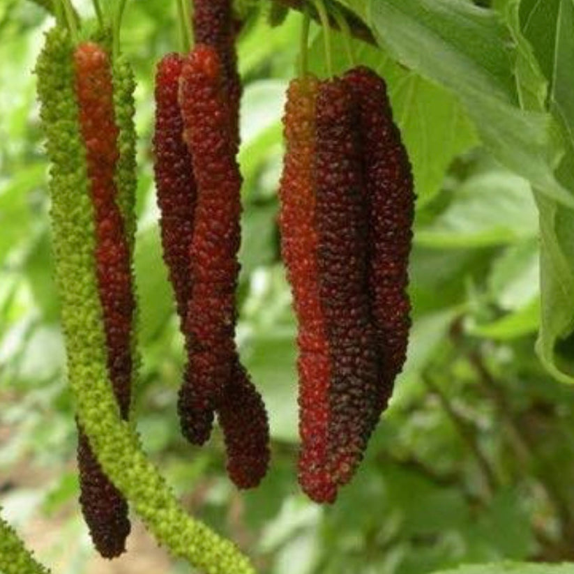 Mulberry - Dwarf Red Shahtoot – Fruitopia Nursery