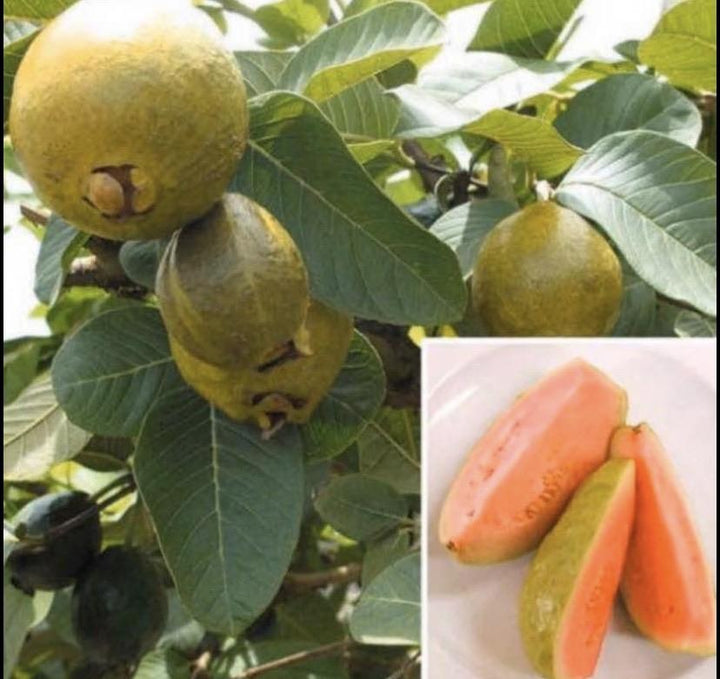 Buy Fruit Trees Online – Fruitopia Nursery