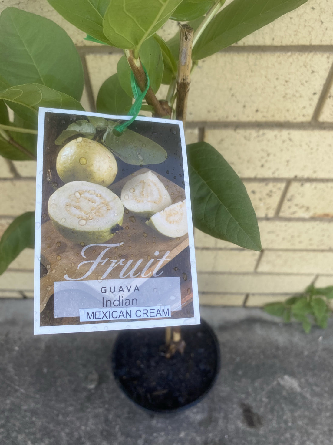 Guava - Mexican Cream – Fruitopia Nursery