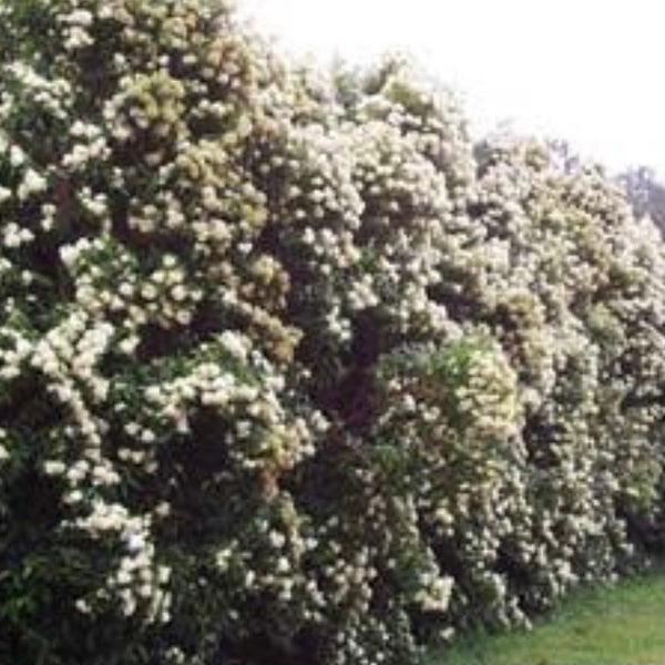 Aniseed Myrtle – Fruitopia Nursery