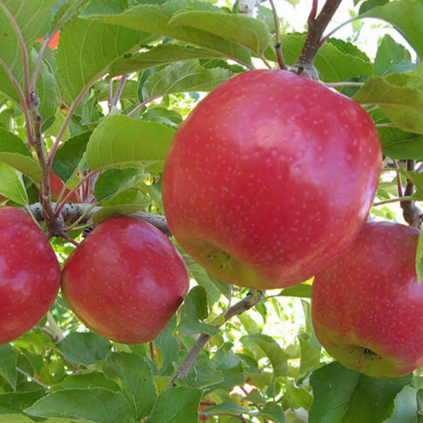 Apple - Pink Lady / Cripps Pink – Fruitopia Nursery