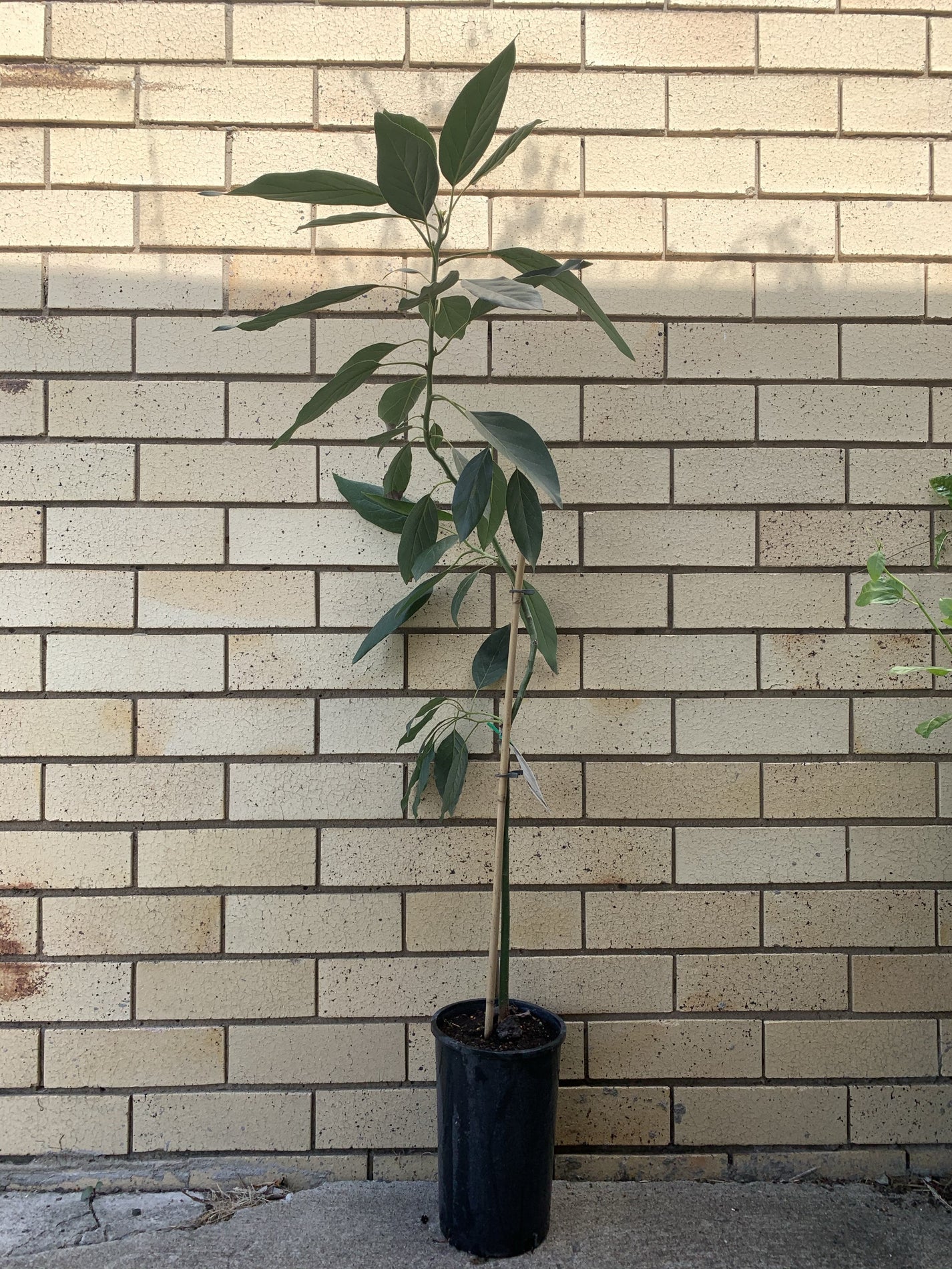 Avocado - Shepard (Type B) – Fruitopia Nursery