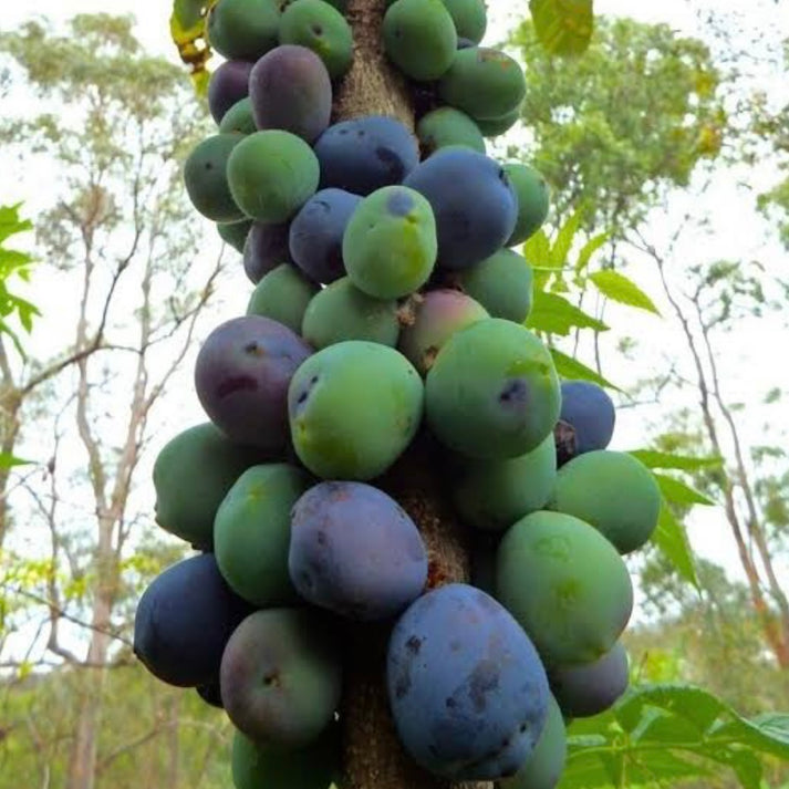 Davidson Plum - Qld – Fruitopia Nursery