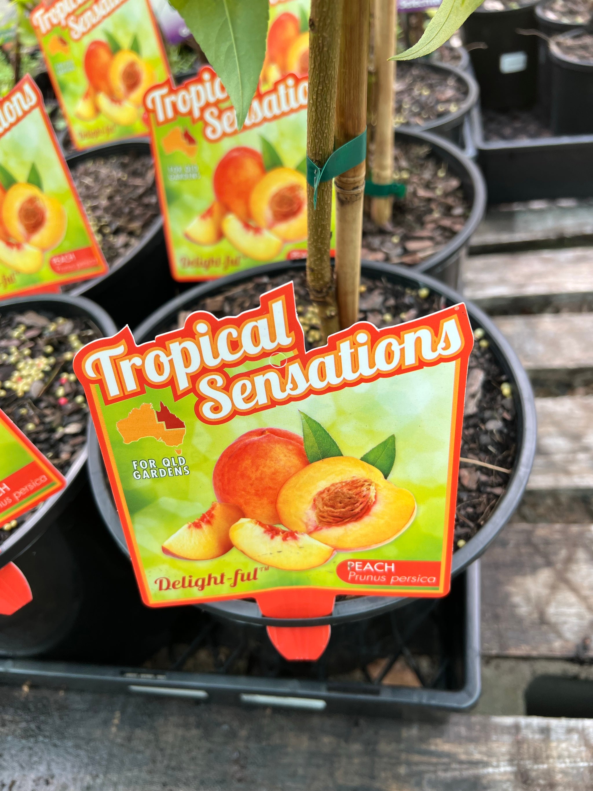 Peach - Delight-ful – Fruitopia Nursery