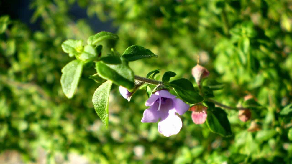 Native Thyme – Fruitopia Nursery