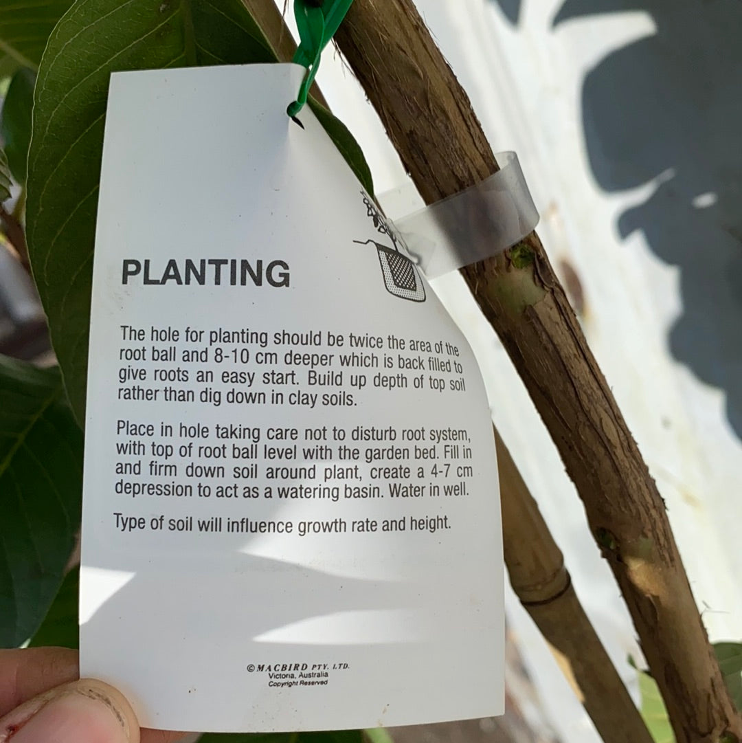 Malay Red Guava – Fruitopia Nursery