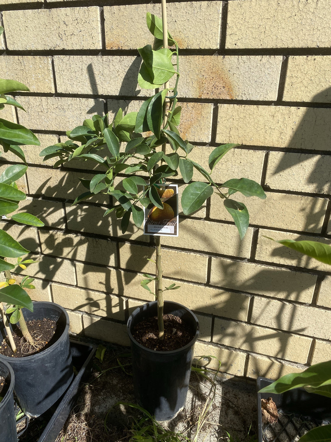 Mandarin - Ellendale RESTRICTED TO QLD – Fruitopia Nursery