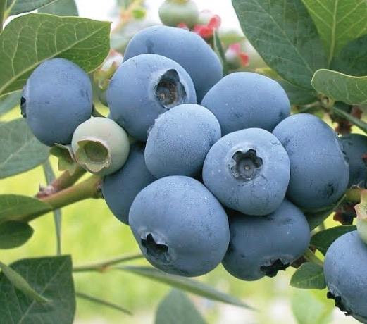 Blueberry- Gulf Coast – Fruitopia Nursery