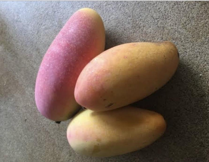 Dwarf Mango - King Thai – Fruitopia Nursery