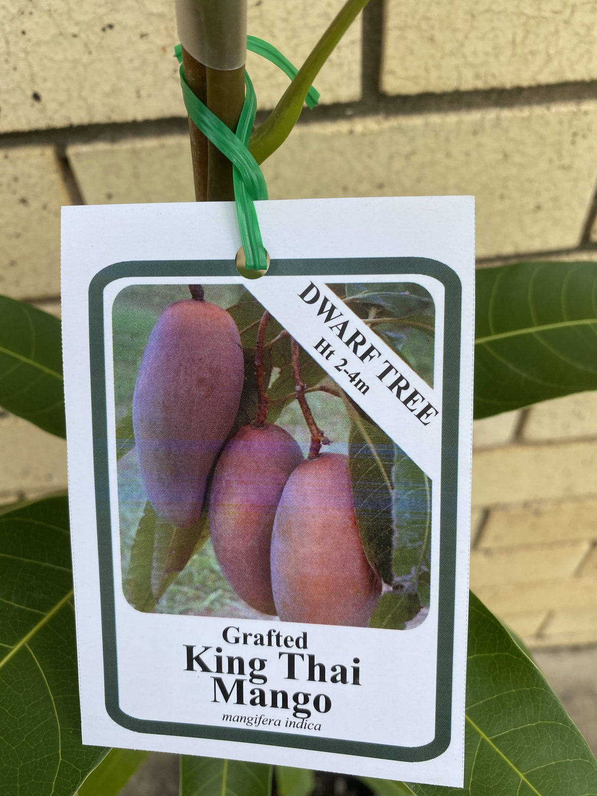 Dwarf Mango - King Thai – Fruitopia Nursery