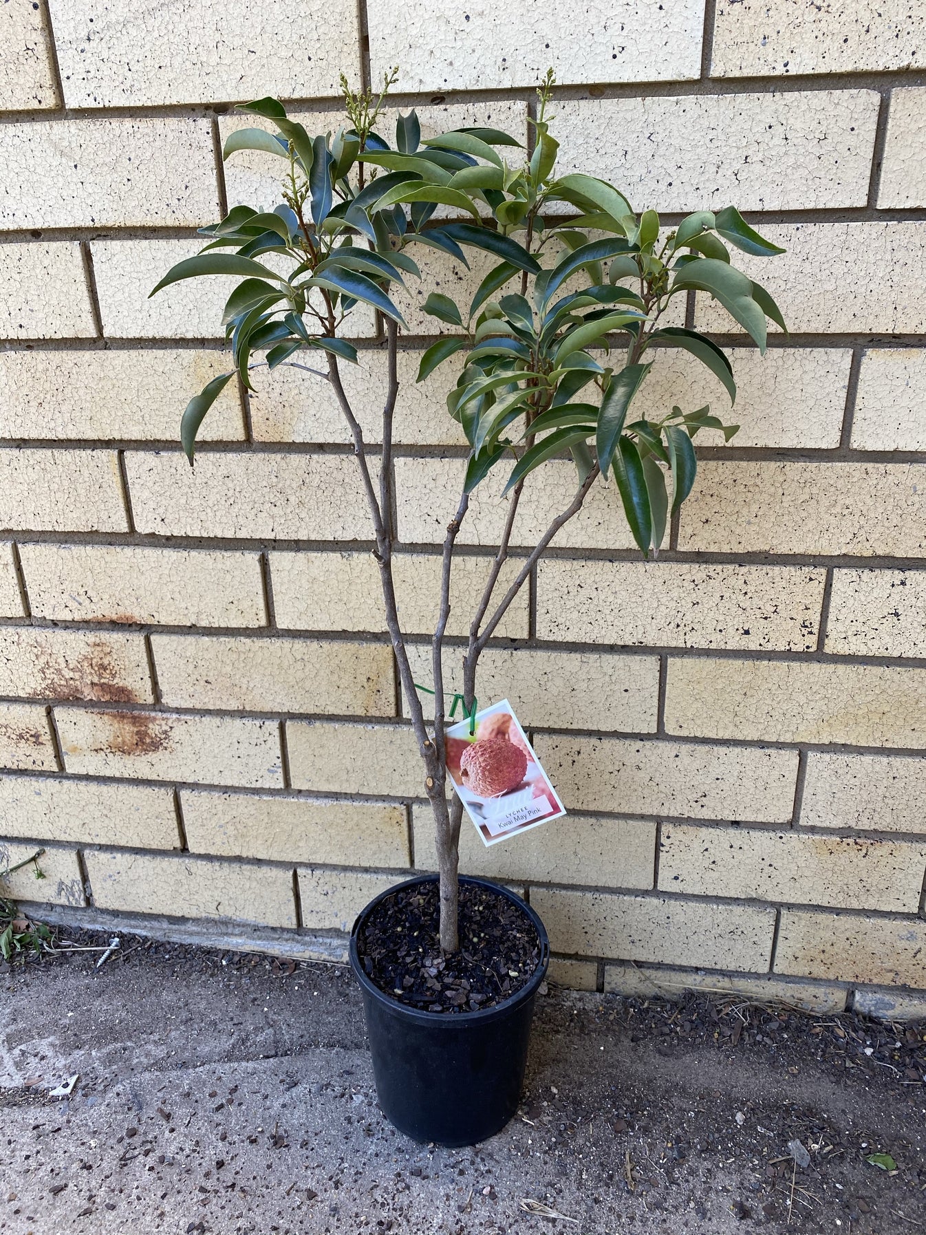 Semi Dwarf Lychee - Kwai Mai Pink – Fruitopia Nursery