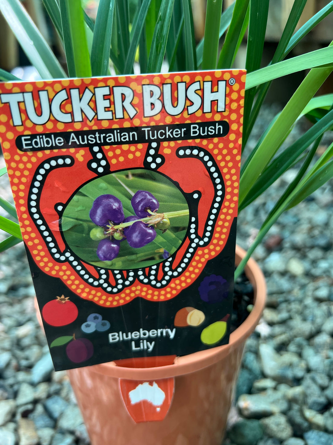 Blueberry Lily – Fruitopia Nursery
