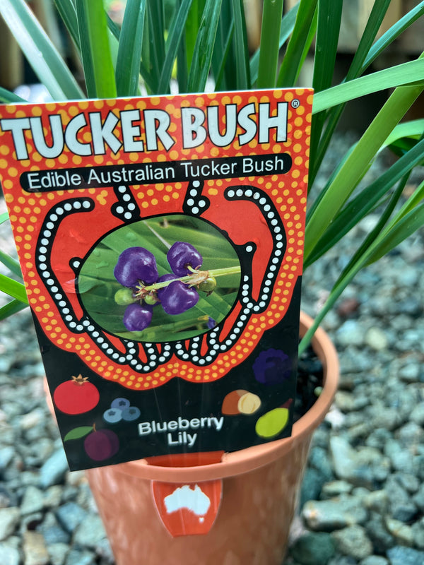 Blueberry Lily – Fruitopia Nursery