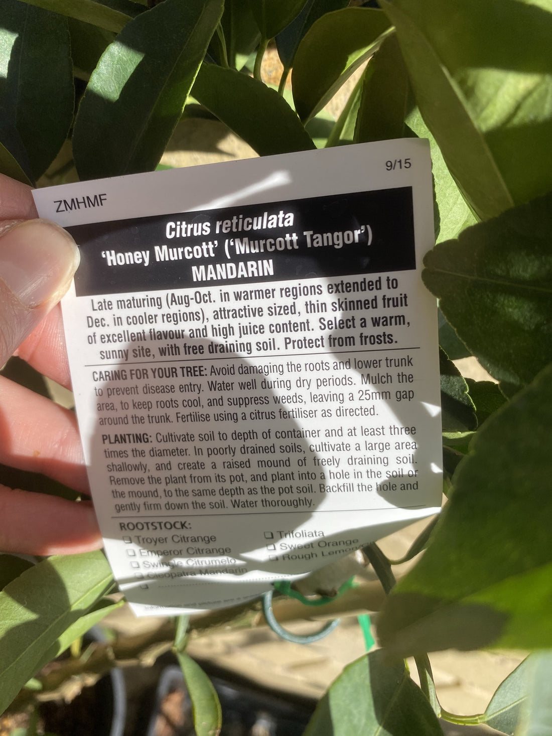 Mandarin - Ellendale RESTRICTED TO QLD – Fruitopia Nursery