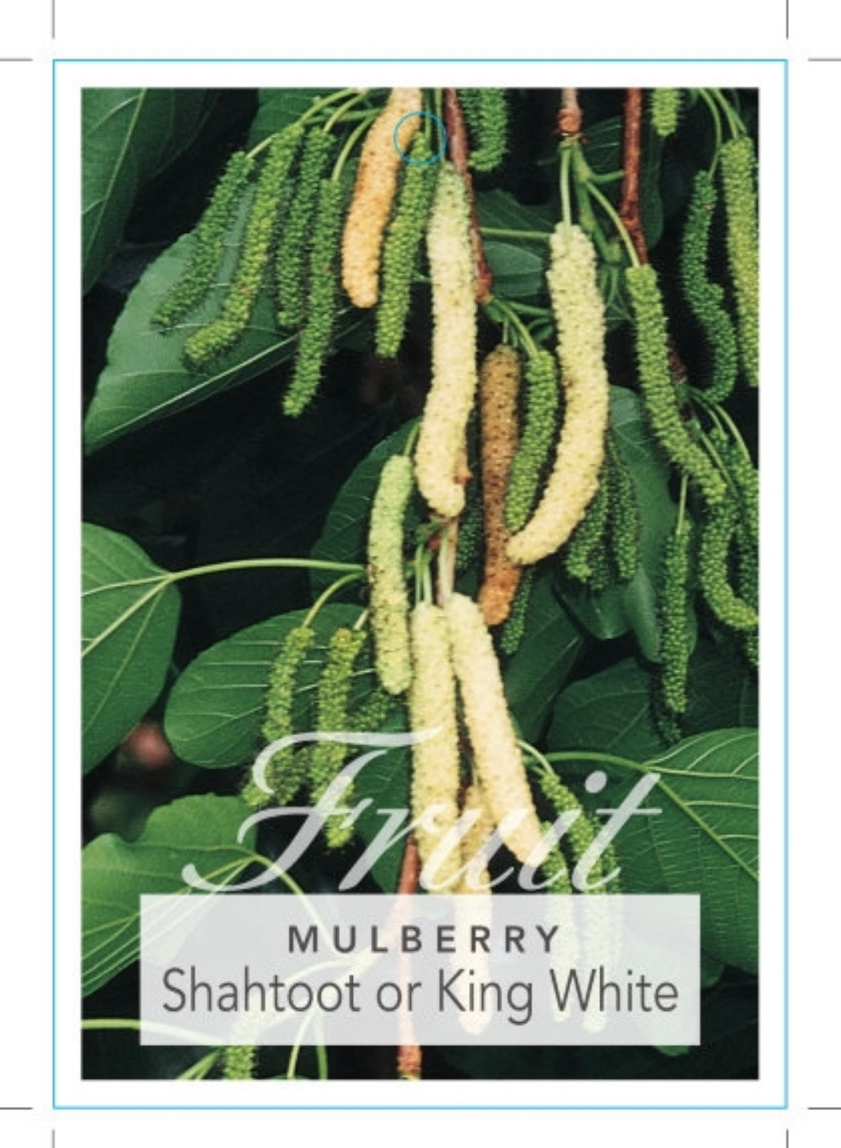 Mulberry - White Shahtoot / King White – Fruitopia Nursery