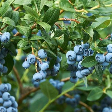 Buy Fruit Trees Online – Fruitopia Nursery