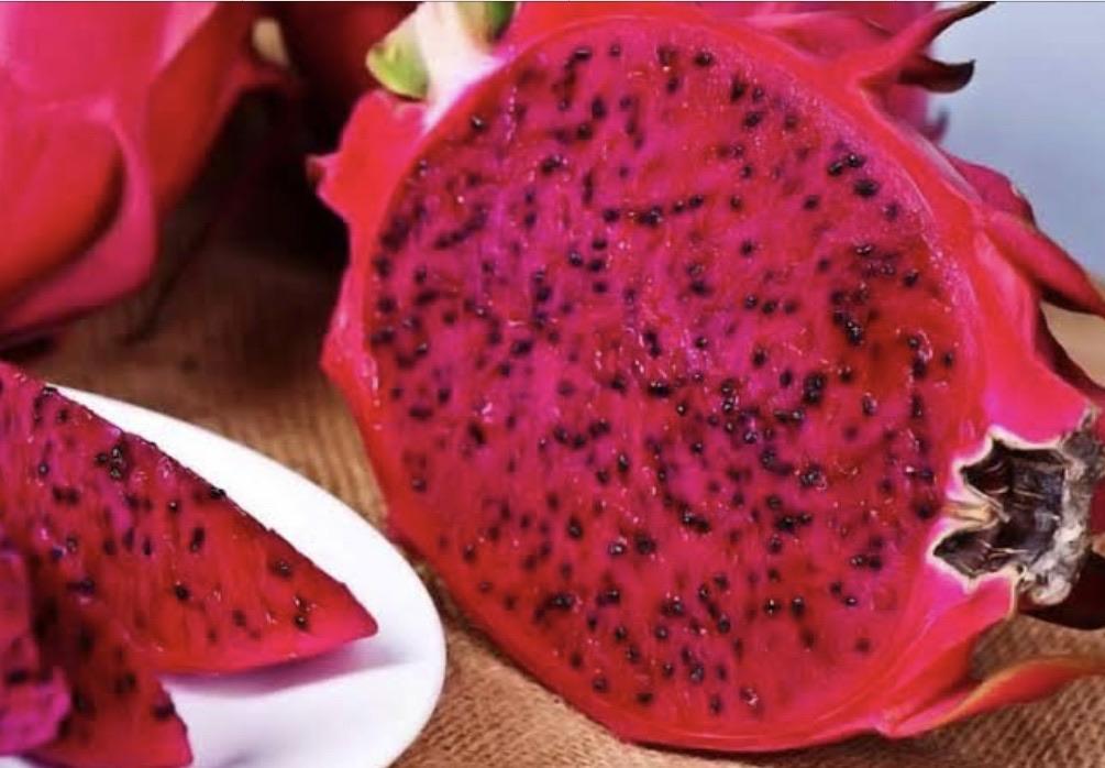 Dragonfruit- red – Fruitopia Nursery