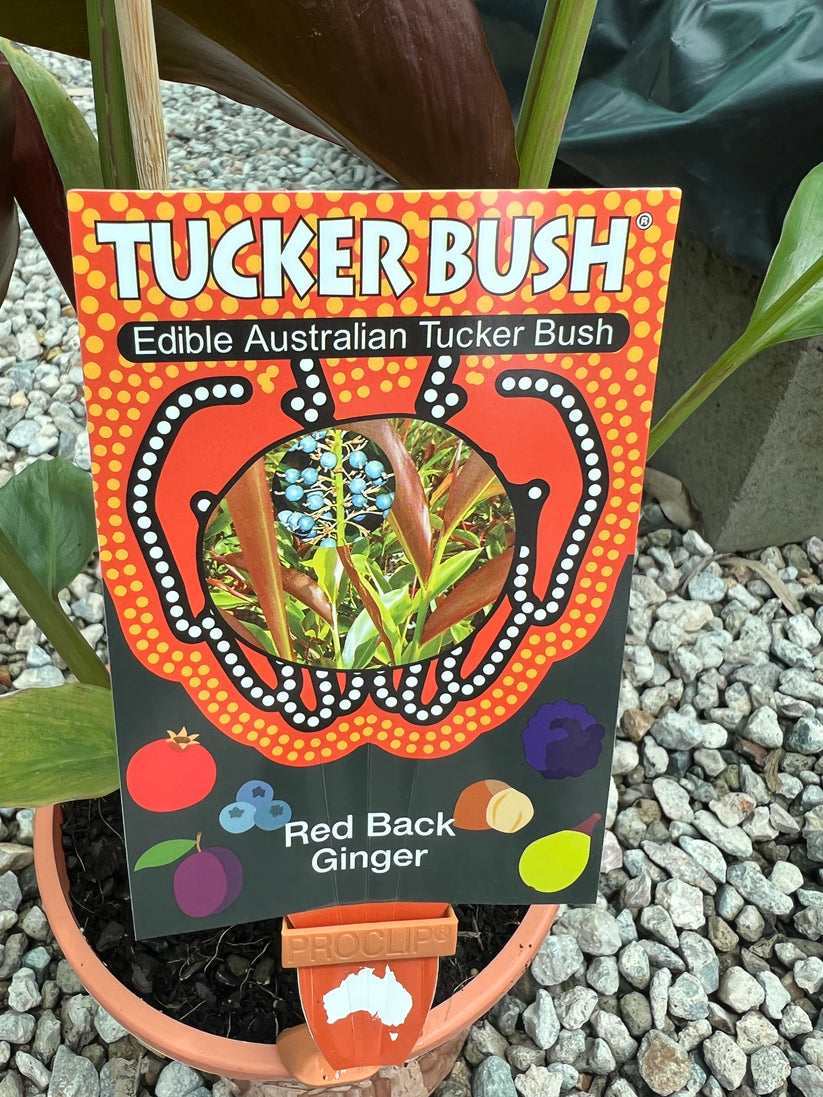 Red Back Ginger – Fruitopia Nursery