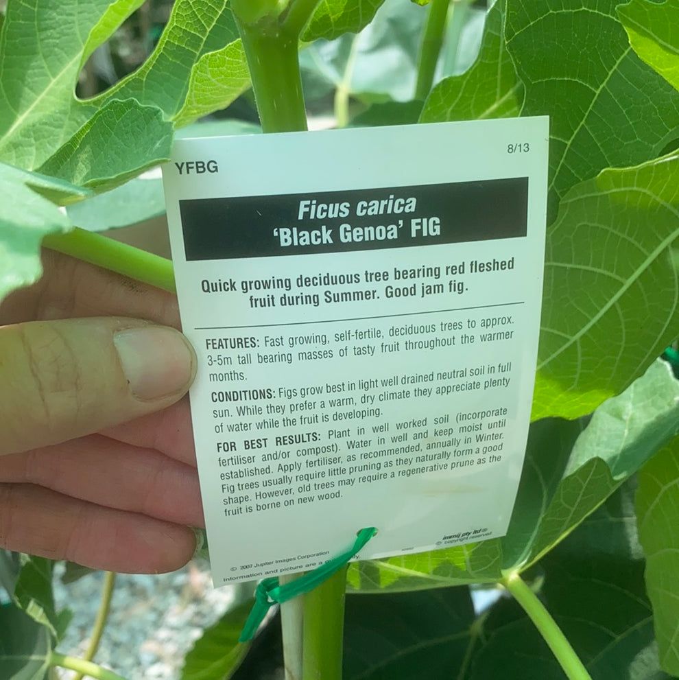 Fig - Black Genoa (Medium) – Fruitopia Nursery