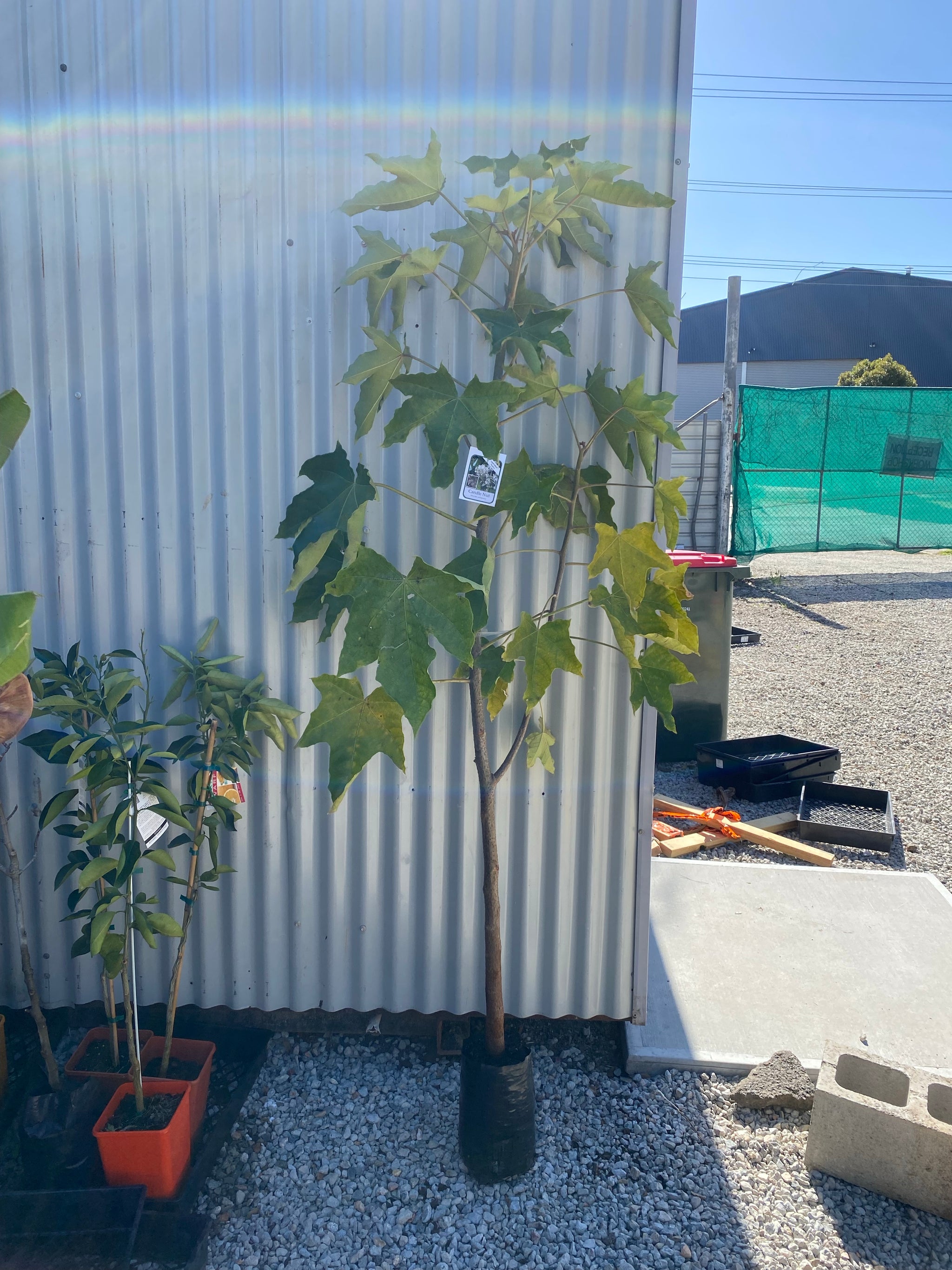 Candle Nut Tree – Fruitopia Nursery