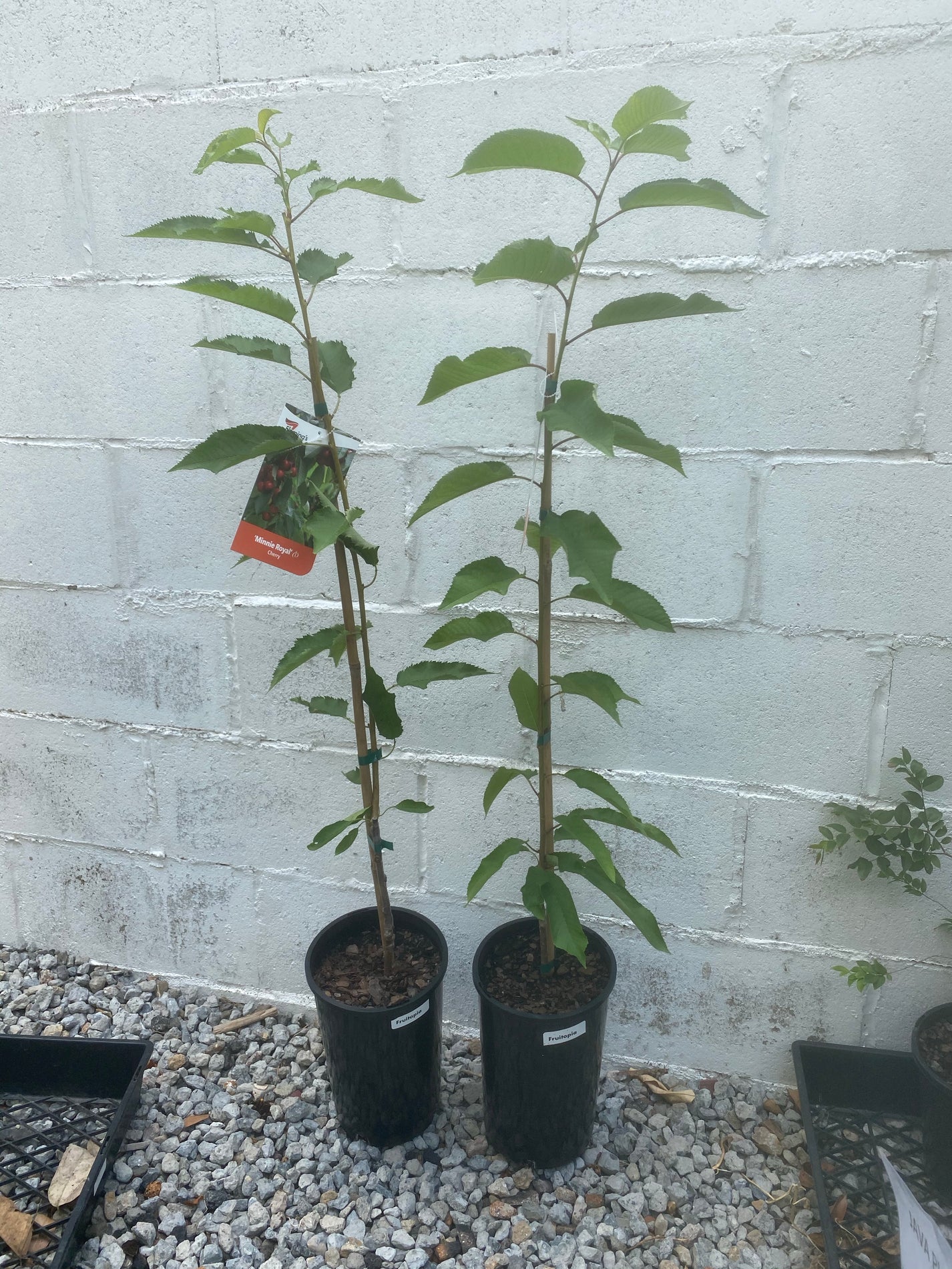 Cherry - Low Chill – Fruitopia Nursery