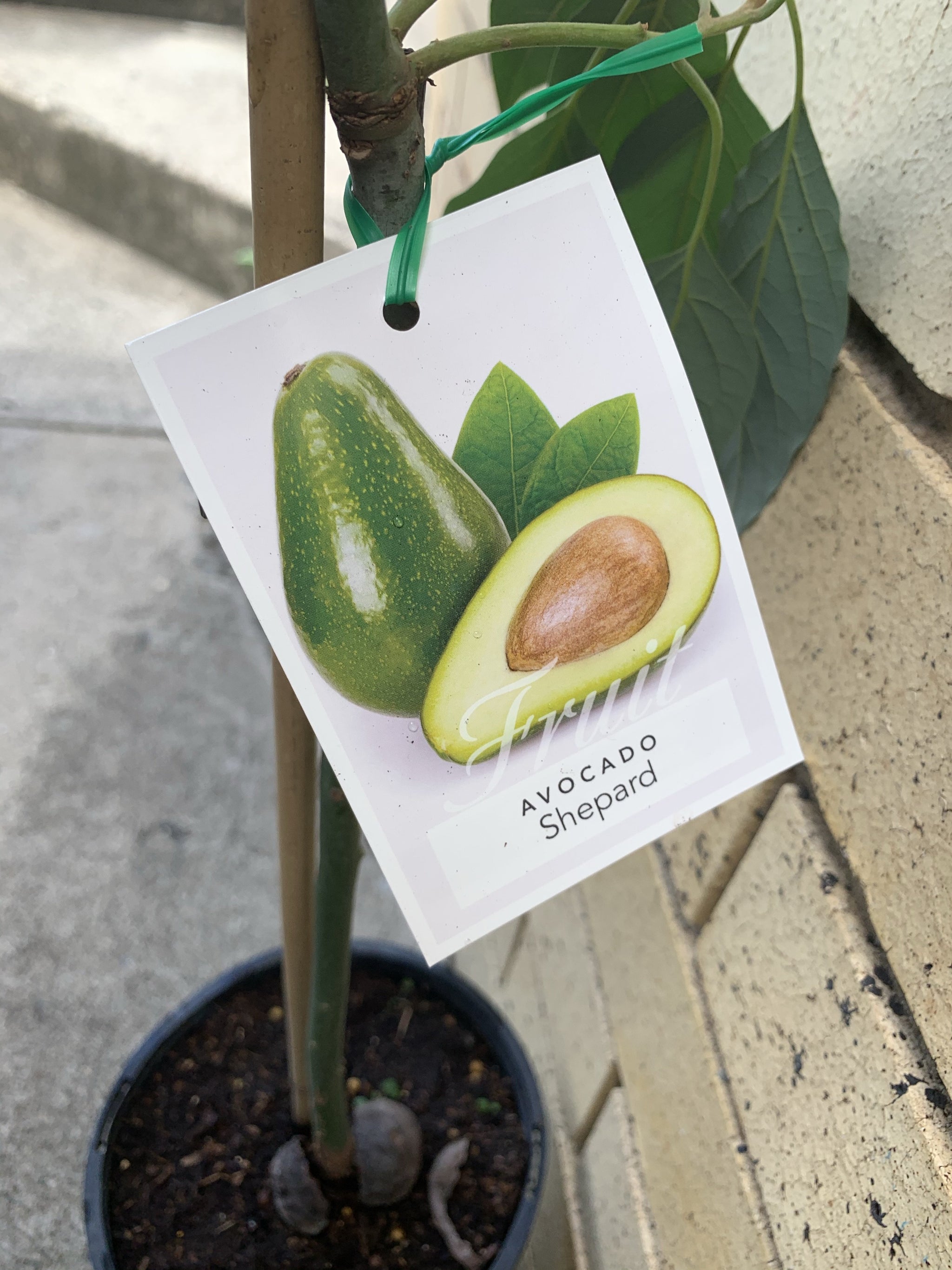Avocado - Shepard (Type B) – Fruitopia Nursery