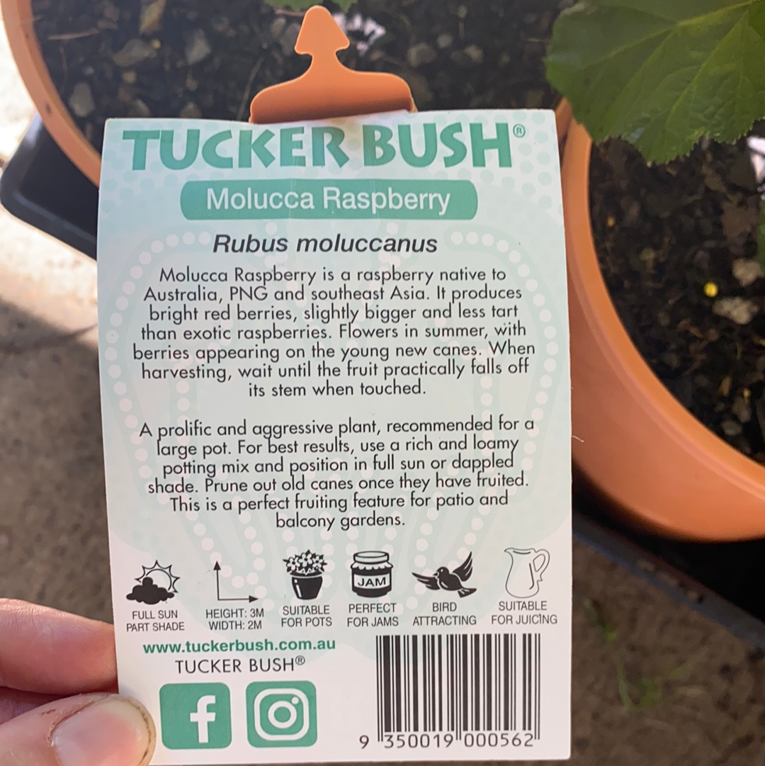 Raspberry - Molucca – Fruitopia Nursery