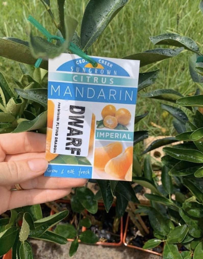 Dwarf Mandarin - Imperial: QLD ONLY – Fruitopia Nursery